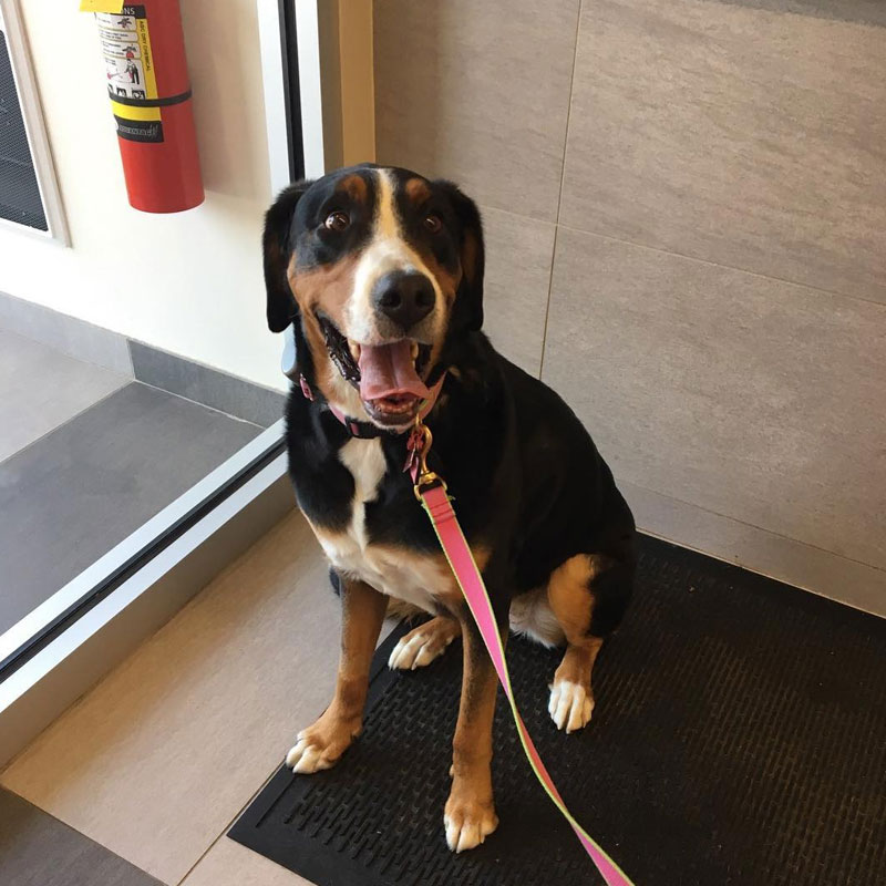 Our Story | Wilson Veterinary Hospital