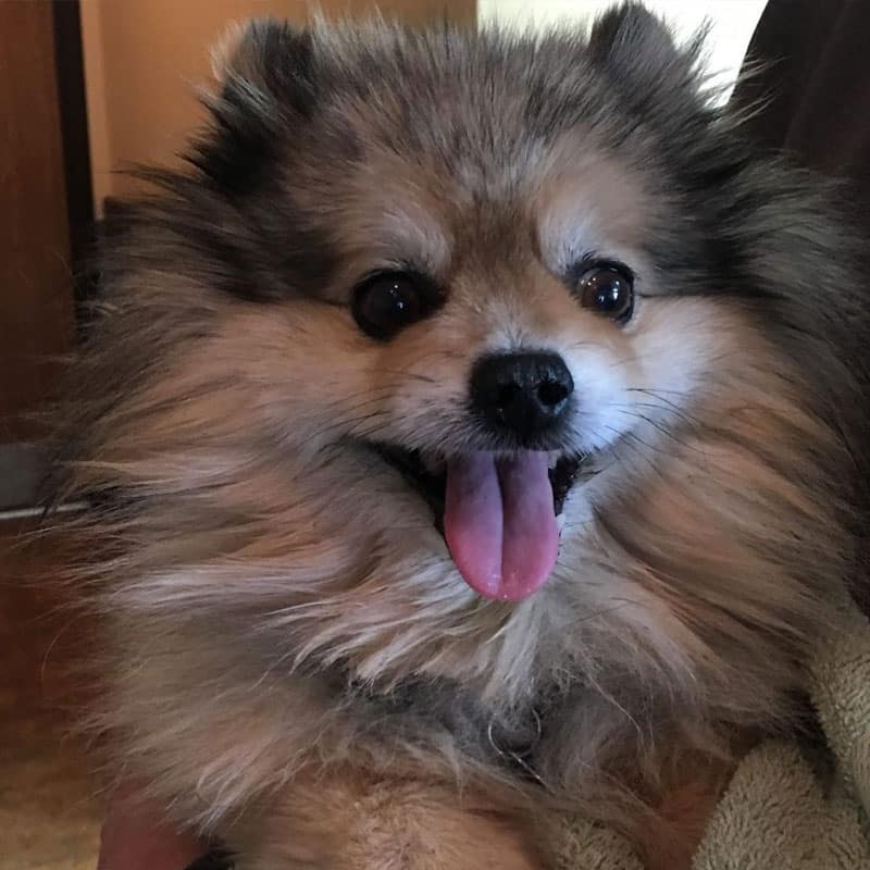 Our Story | Wilson Veterinary Hospital