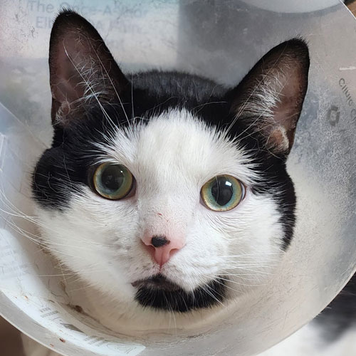 AAHA | Wilson Veterinary Hospital